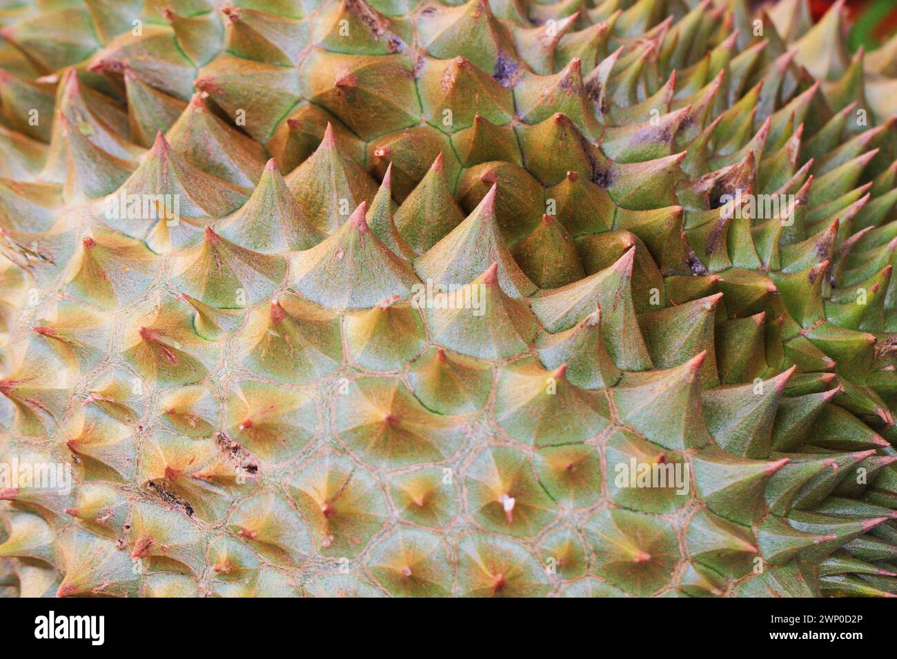 Durian texture hi-res stock photography and images - Alamy