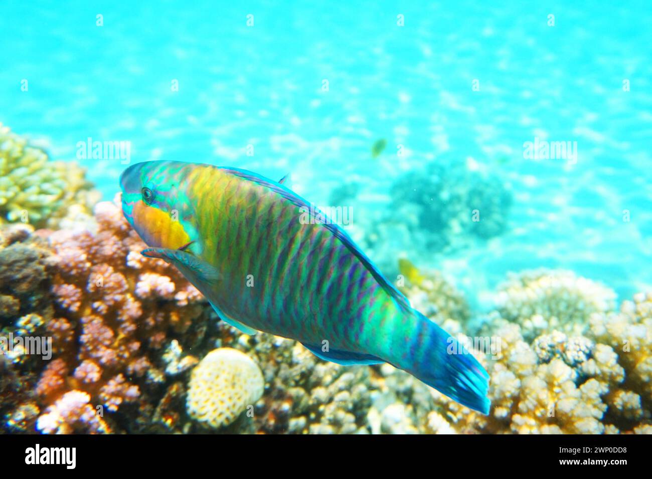 rainbow fish in the Red sea Egypt Stock Photo - Alamy