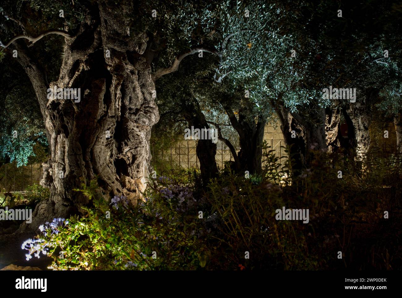 Jerusalem temple mount olive trees hi-res stock photography and images ...
