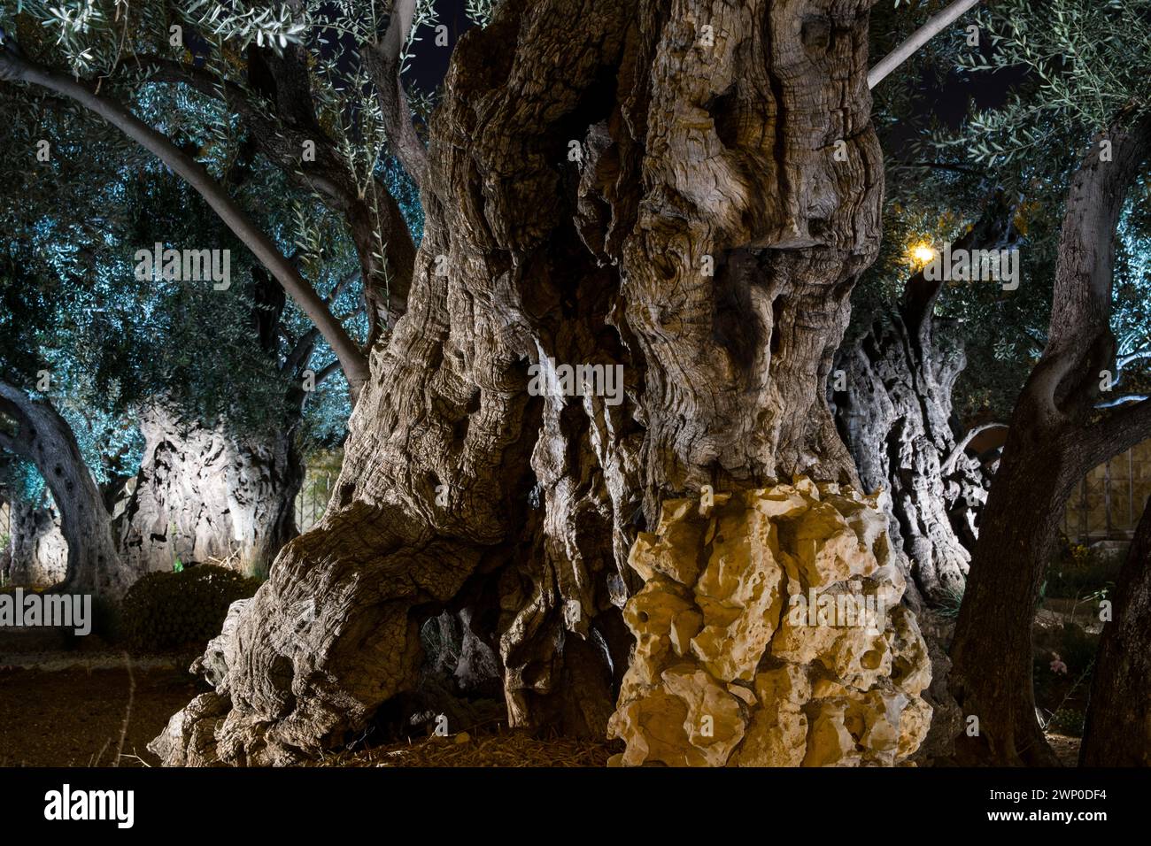 Gethsemane, Mount of Olives, Jerusalem, Israel Stock Photo - Alamy