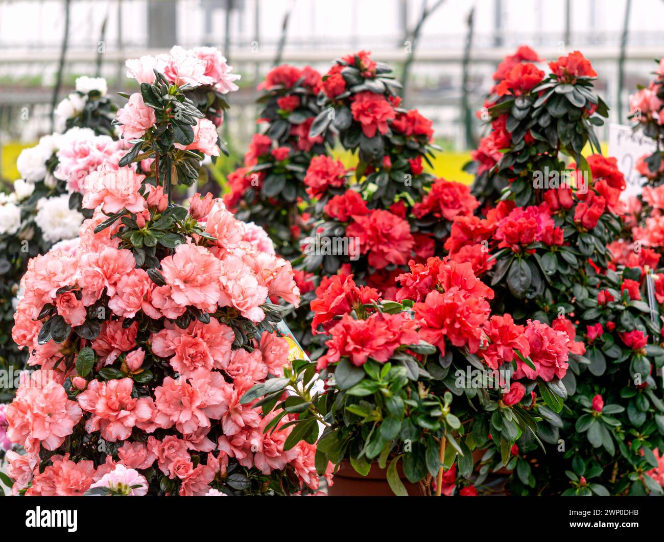 Multi-colored azalea flowers in flower pots in a greenhouse Stock Photo ...