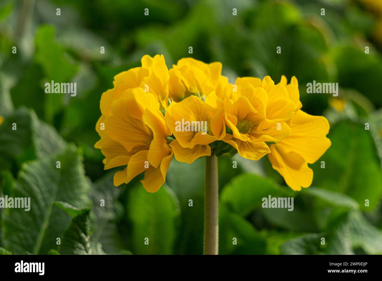 One large yellow spring primrose flower in a greenhouse Stock Photo - Alamy