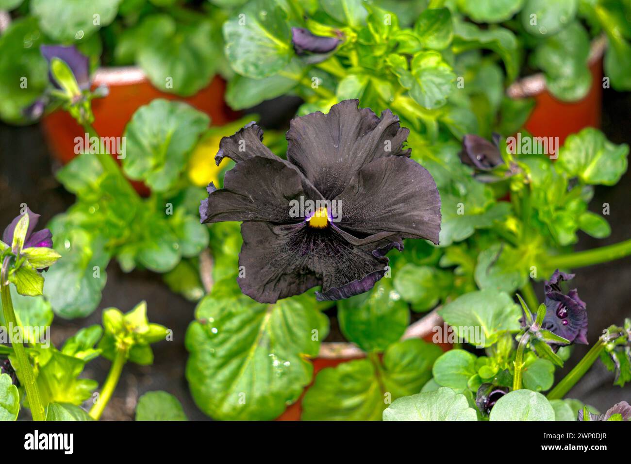 One large rare black pansy flower in a greenhouse Stock Photo - Alamy