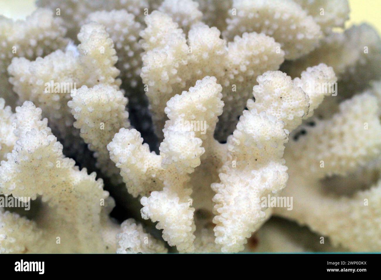 old coral fossil texture as very nice natural background Stock Photo ...
