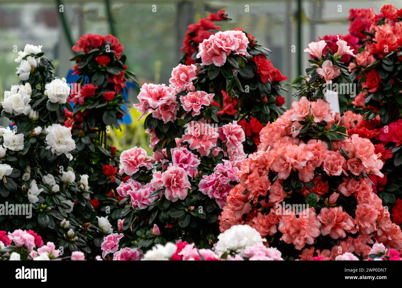 Multi-colored azalea flowers in flower pots in a greenhouse Stock Photo ...