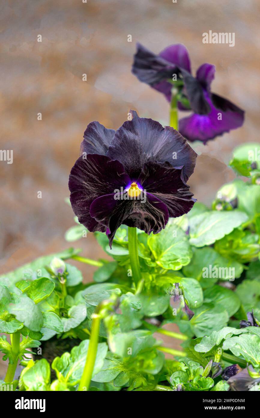 One large rare black pansy flower in a greenhouse Stock Photo - Alamy