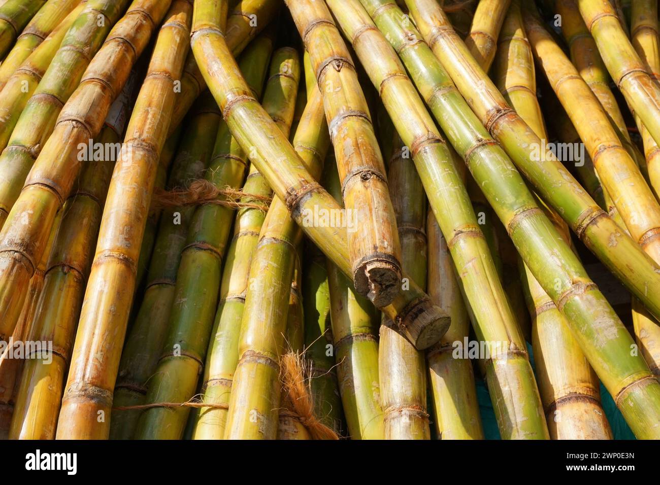 sugarcane plant texture as nice natural background Stock Photo - Alamy