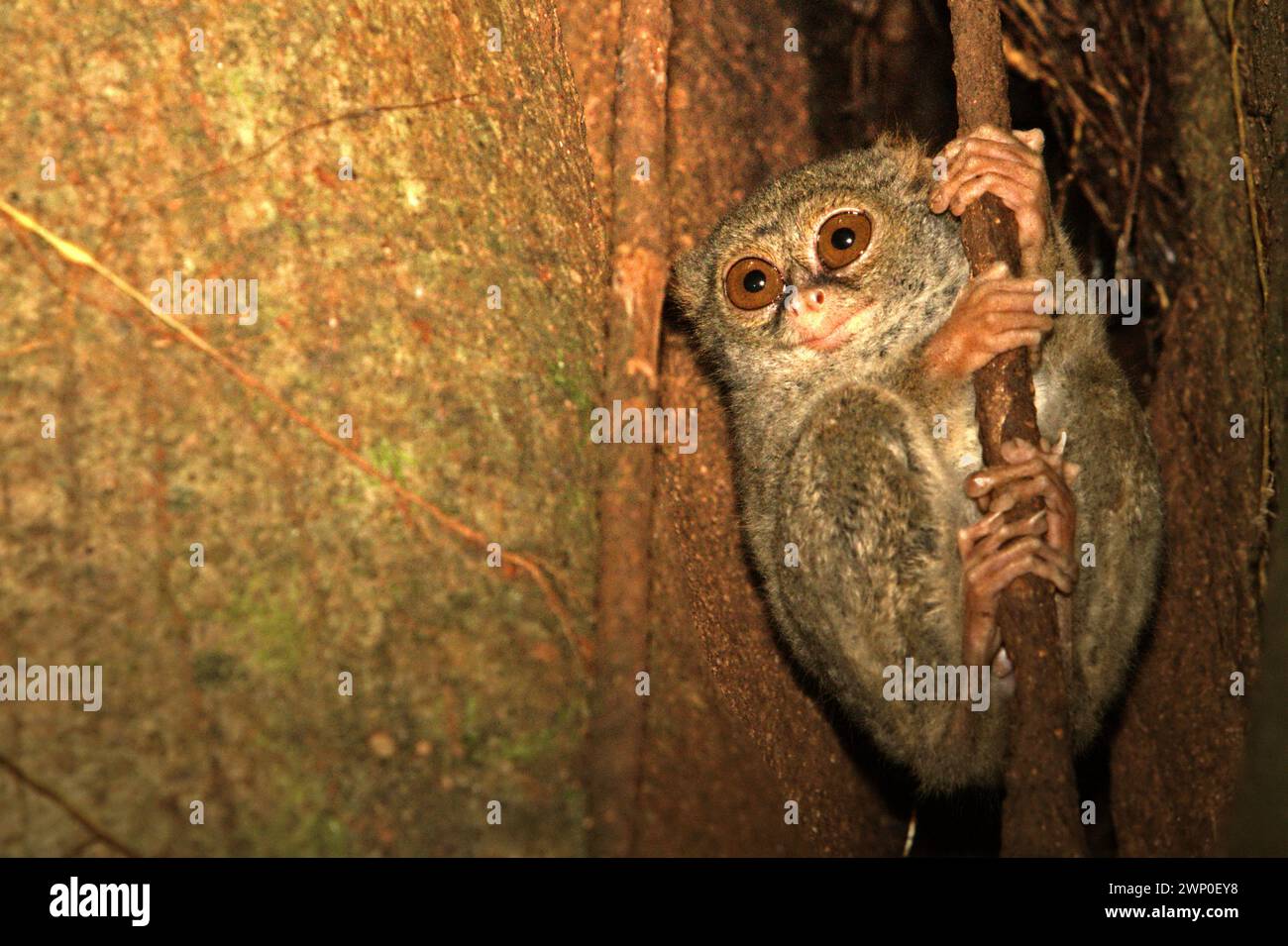 Wallace line biodiversity hi-res stock photography and images - Alamy