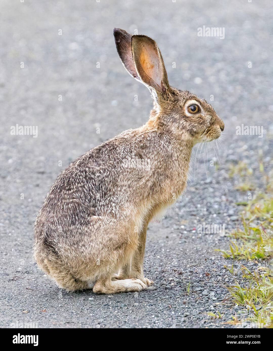 Black tail jackrabbit hi-res stock photography and images - Alamy