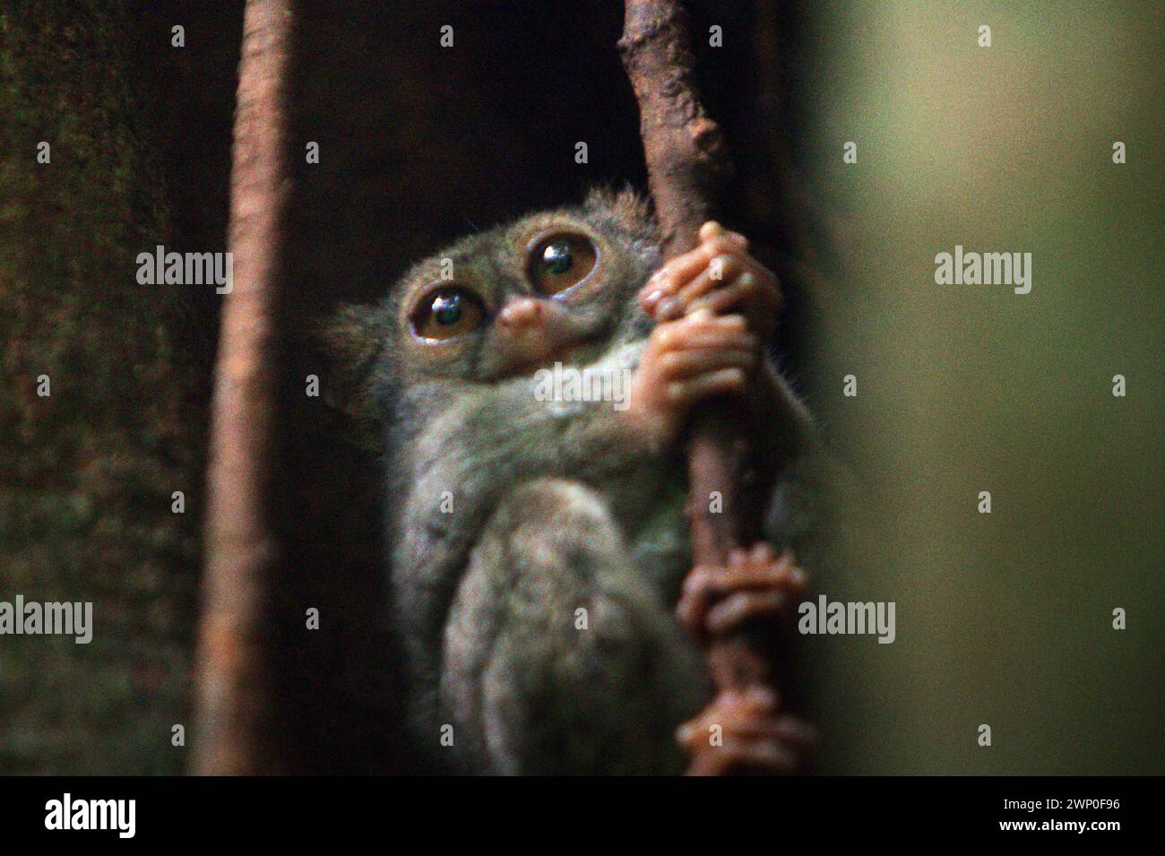 Wallace line biodiversity hi-res stock photography and images - Alamy