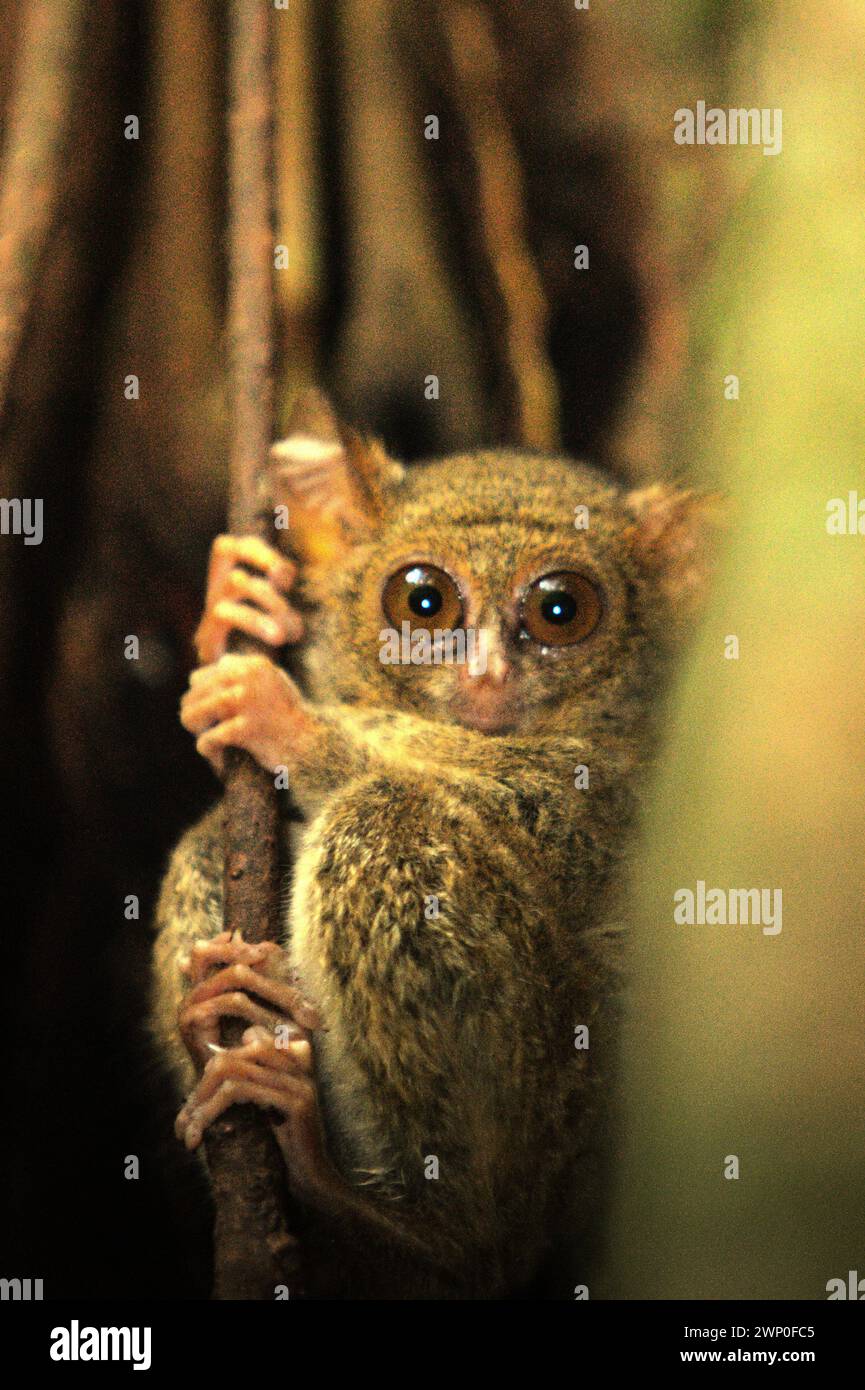 Portrait of a spectral tarsier (Tarsius spectrumgurskyae) in Tangkoko ...