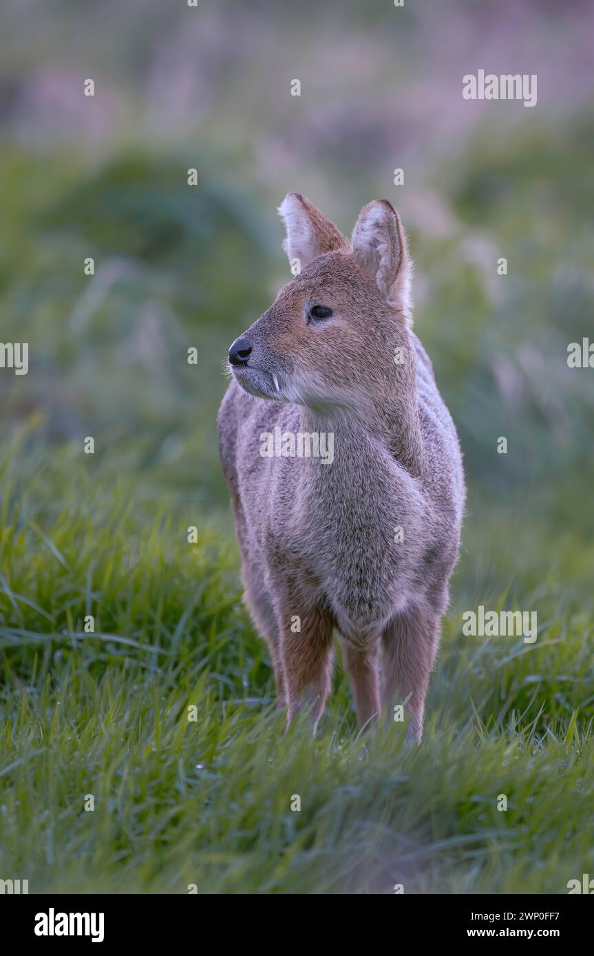Chinese Water Deer Hydropotes inermis standing at the edge of marshland ...