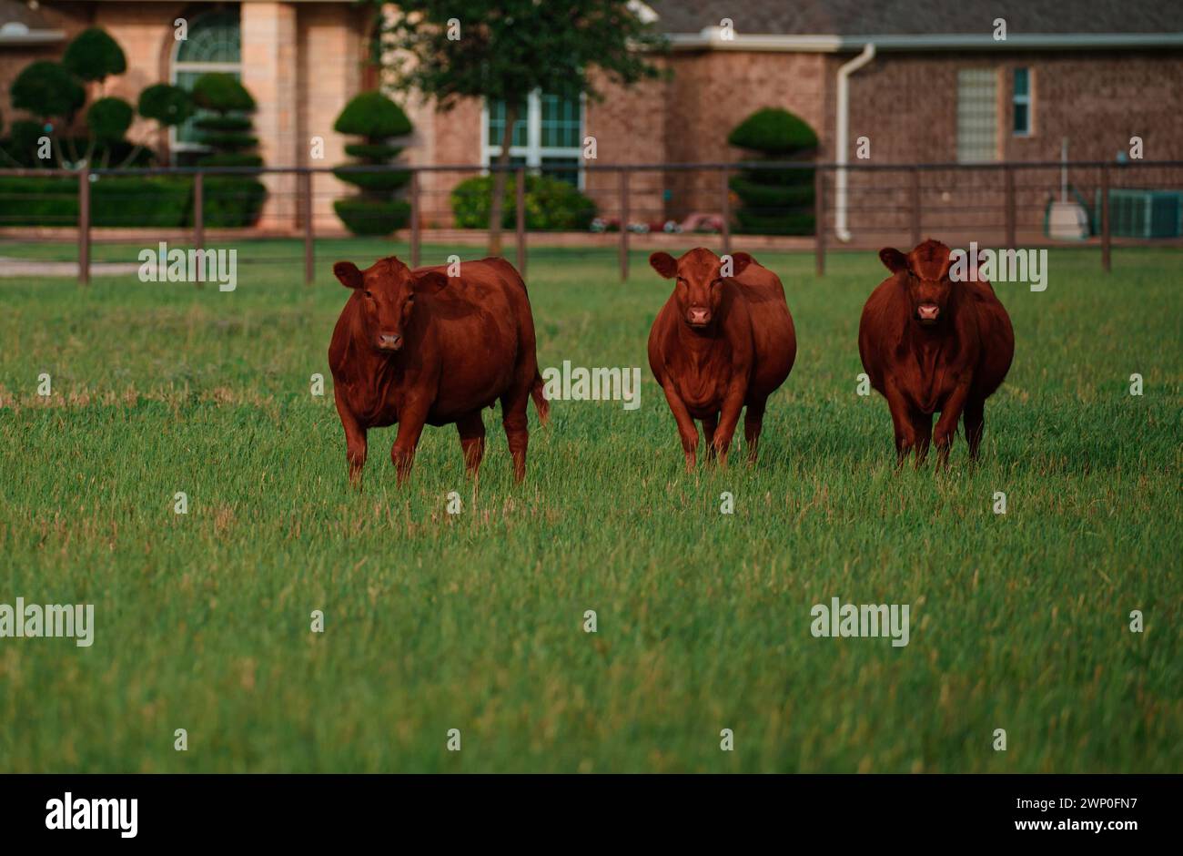 Brown cow on green grass background. Dairy cows Stock Photo - Alamy