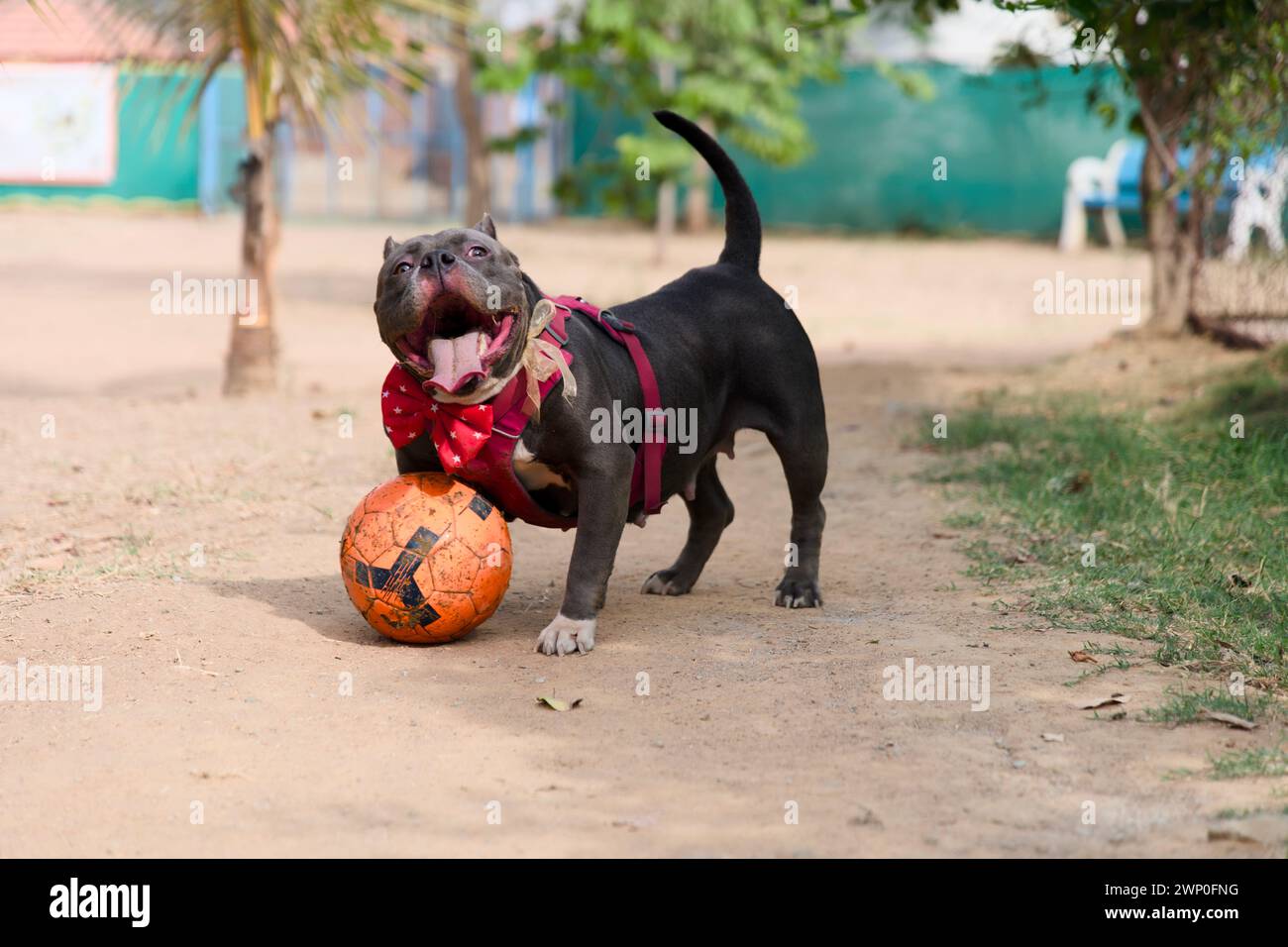 This images is about A joyful pit bull chases after a bright soccer ...