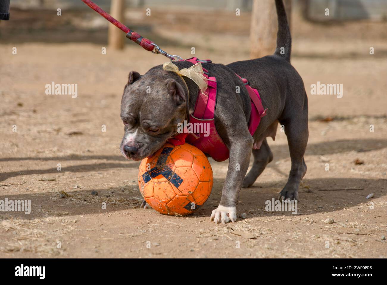 Slide ball pit hi-res stock photography and images - Alamy