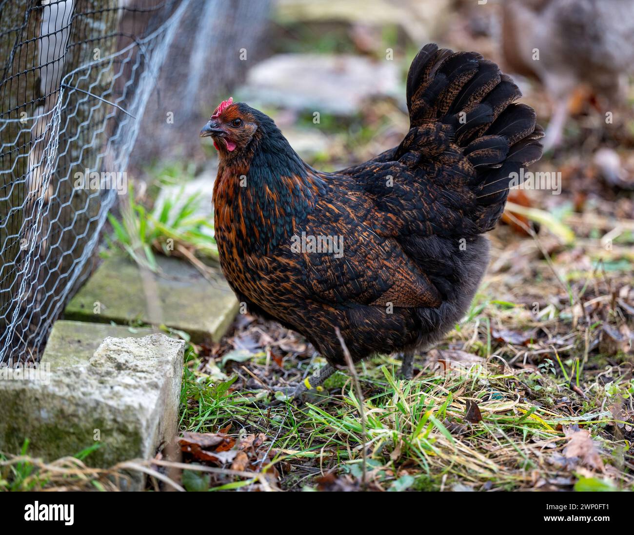 Hedemora hen hi-res stock photography and images - Alamy