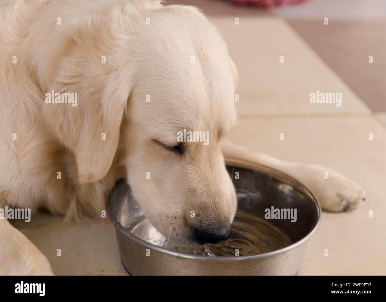 A close-up photo of a thirsty golden retriever puppy lapping up water ...