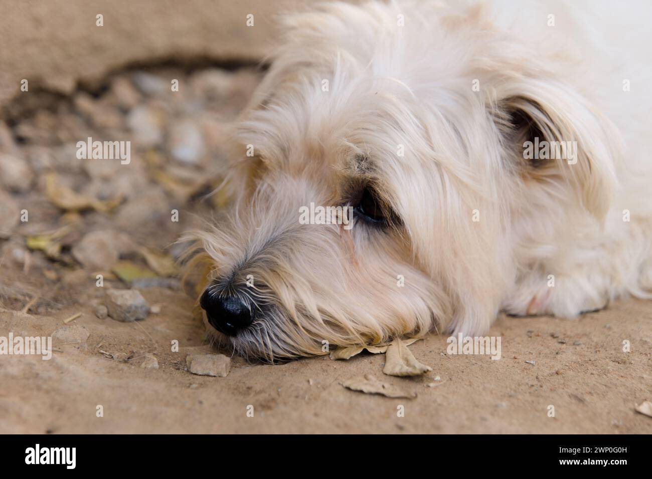 A small, adorable white dog with drooping ears rests by itself Stock ...