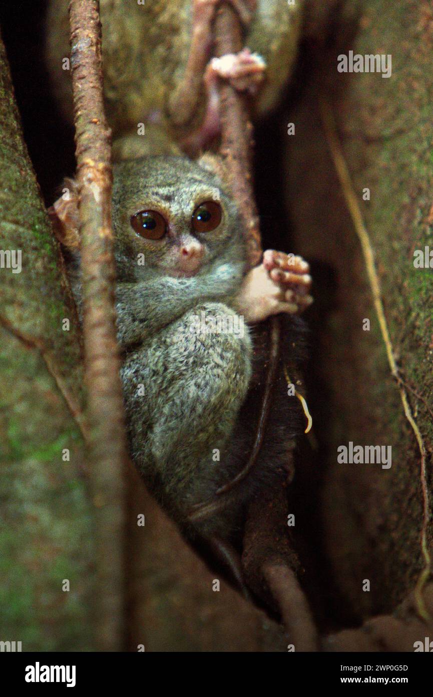 Tarsier biodiversity hi-res stock photography and images - Alamy