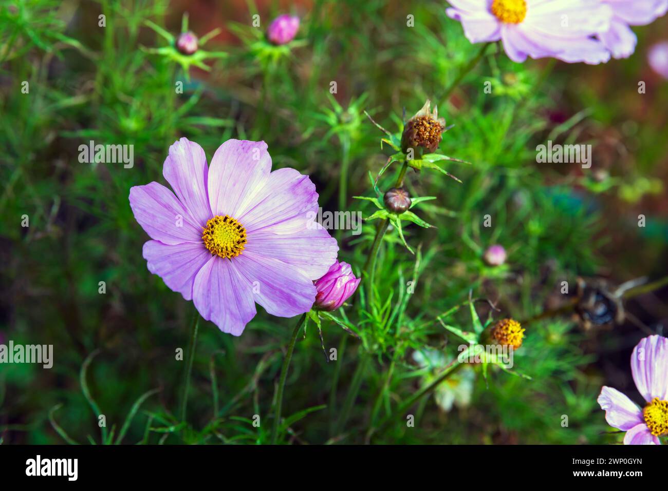 Pink flowers grow in a garden. Cosmos is a genus, with the same common ...