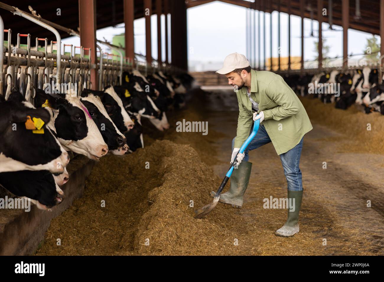Portrait of man farm worker feeding cows Stock Photo - Alamy