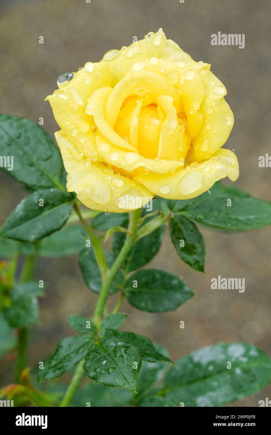Rosa yellow patio hi-res stock photography and images - Alamy
