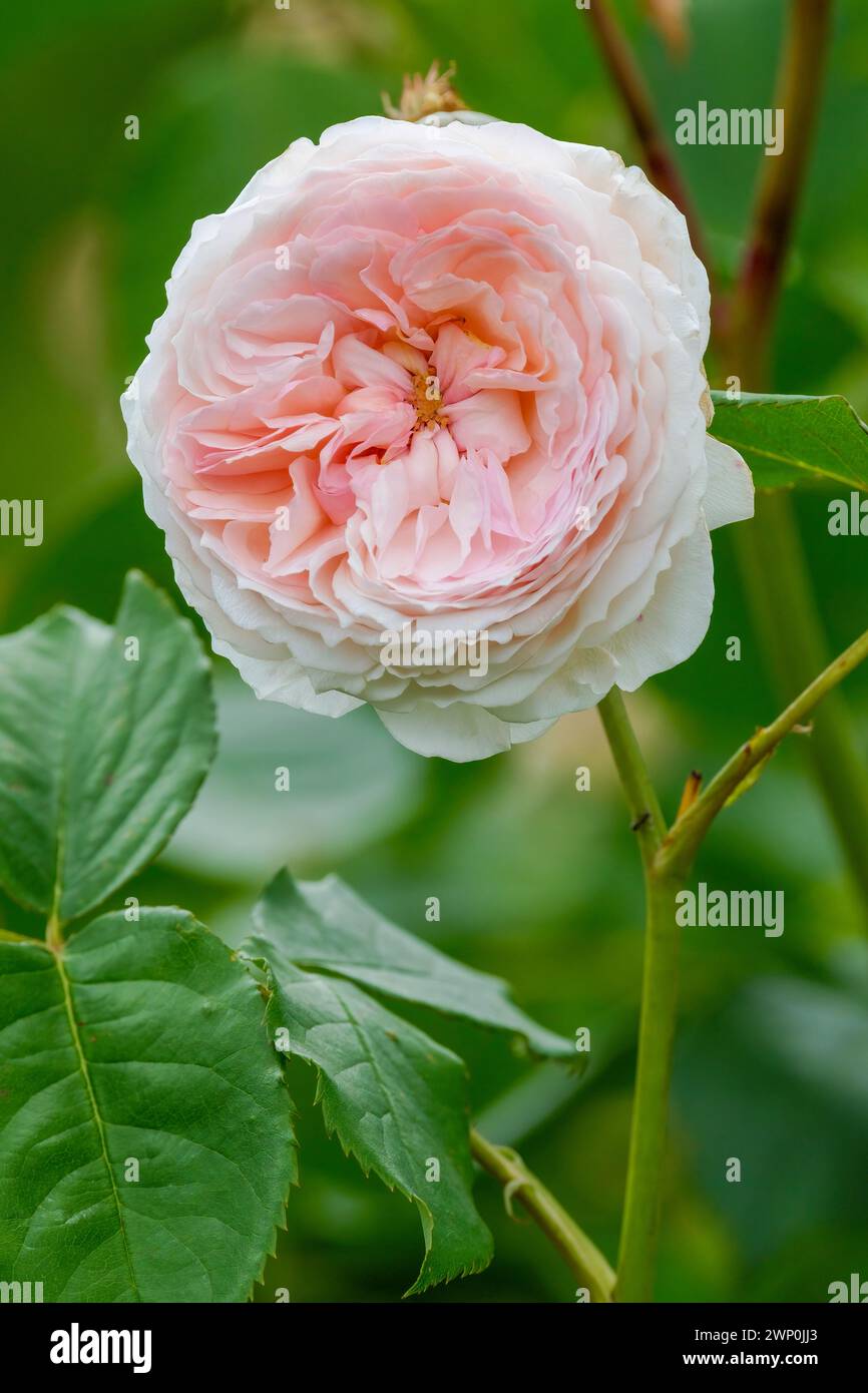 Rose auscrystal hi-res stock photography and images - Alamy