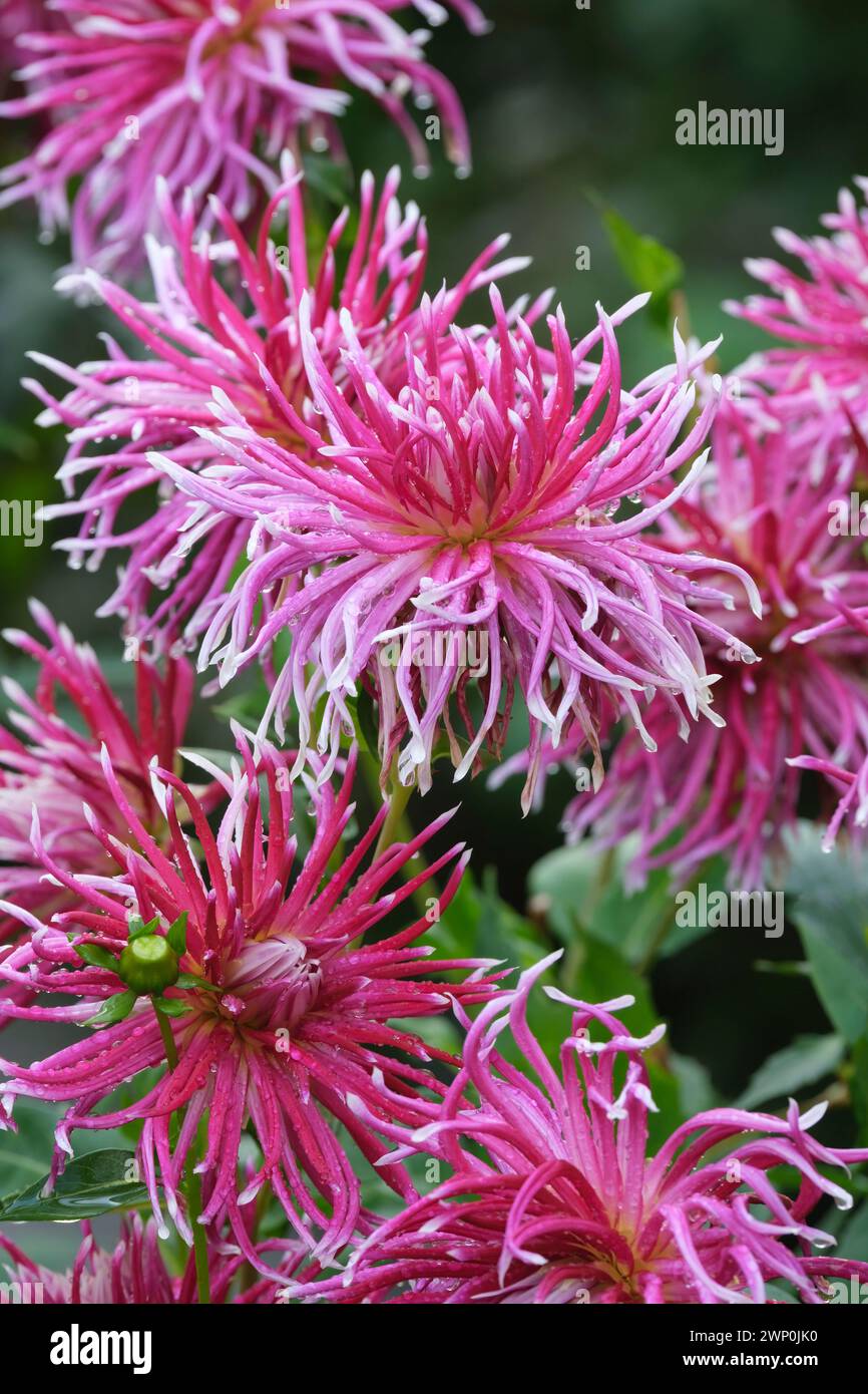 Dahlia hollyhill spiderwoman hi-res stock photography and images - Alamy