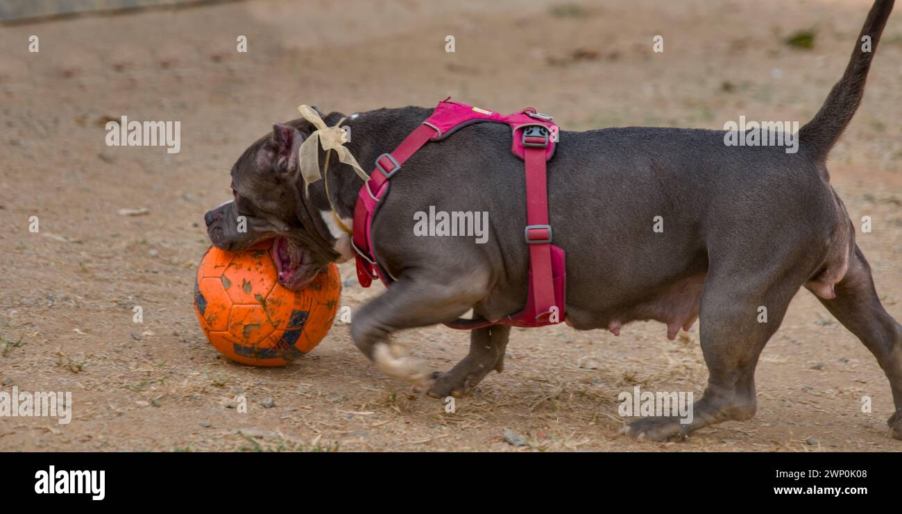 A joyful pit bull playfully chases and nudges a bright soccer ball ...