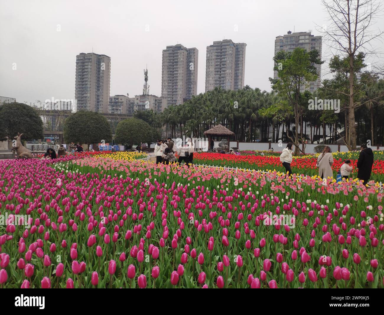 Tulip flowers burst into bloom in Chongqing, China, 2 March, 2024 ...