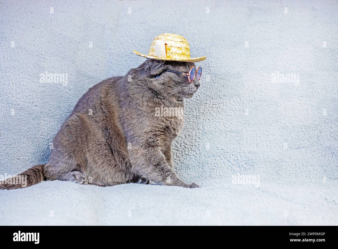 Burmese cat Boss in glasses and a straw hat sits on a gray background ...