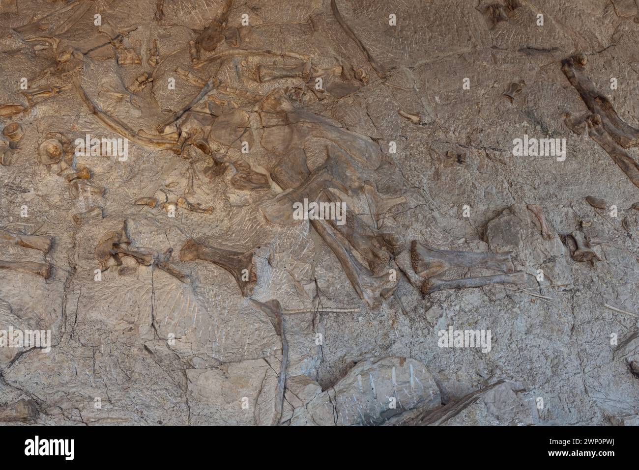 Excavated fossilized dinosaur bones in the wall of bones on display at ...