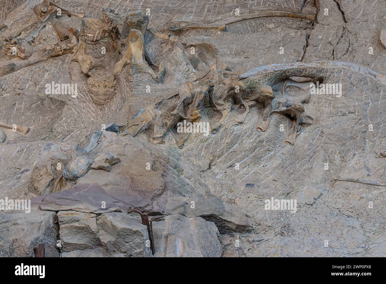 Example of excavated fossilized dinosaur bones in the wall of bones on ...