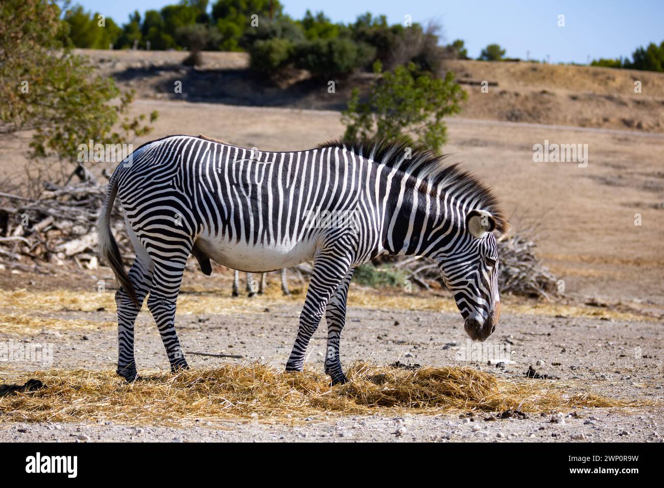 Large male zebra grevy is standing near pile of hay and eating grass ...