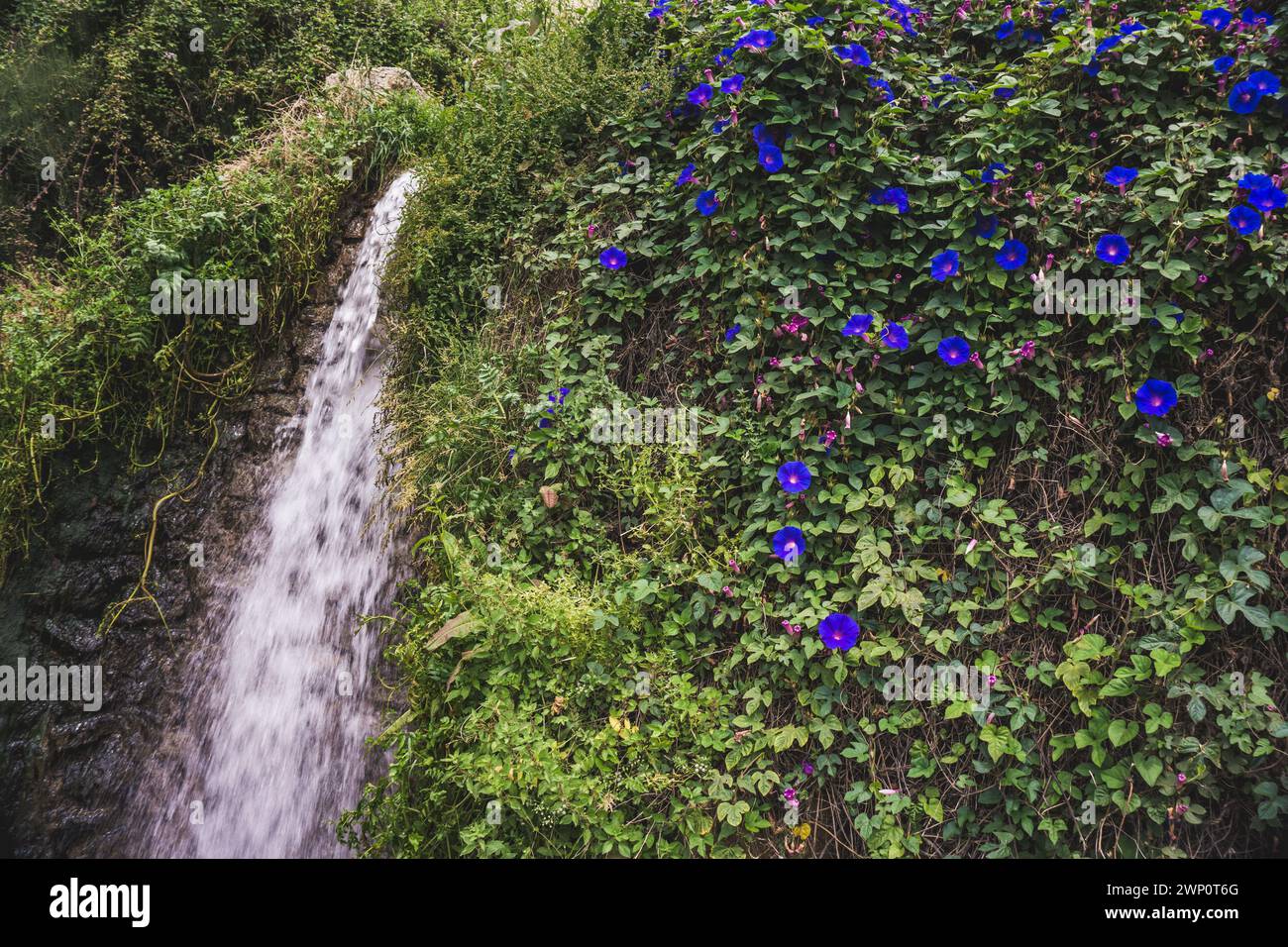 Nature's Symphony: Cascading Waterfall Amidst Lush Grass Stock Photo ...
