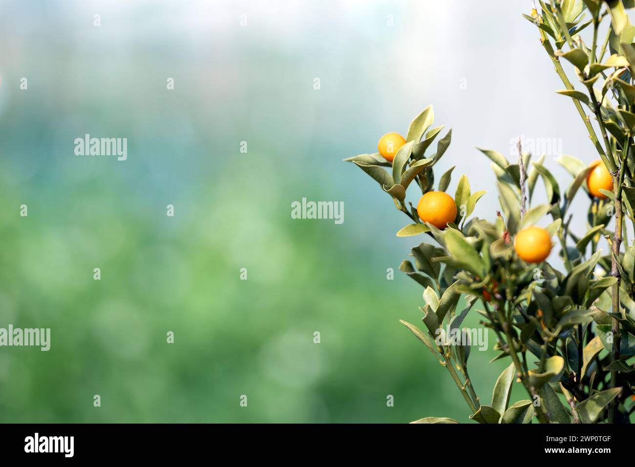 Mini ripe Japanese citrus fruits with copy space Stock Photo - Alamy