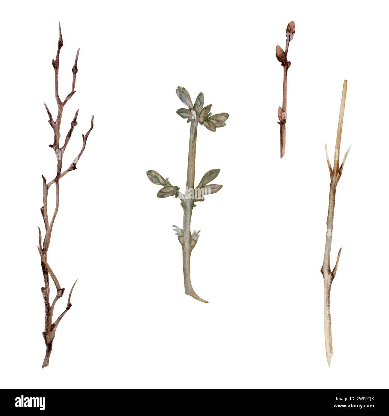 Hand drawn watercolor illustration shabby botanical tree bush shrub ...