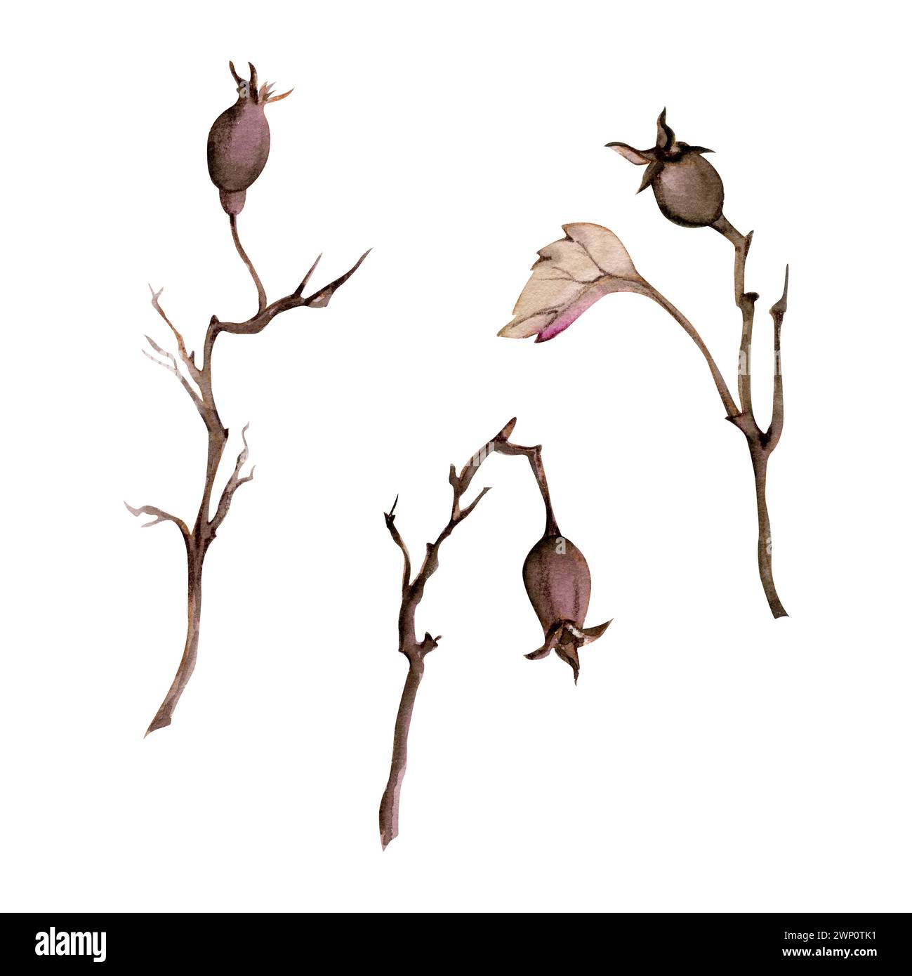 Hand drawn watercolor illustration shabby boho botanical berries leaves ...