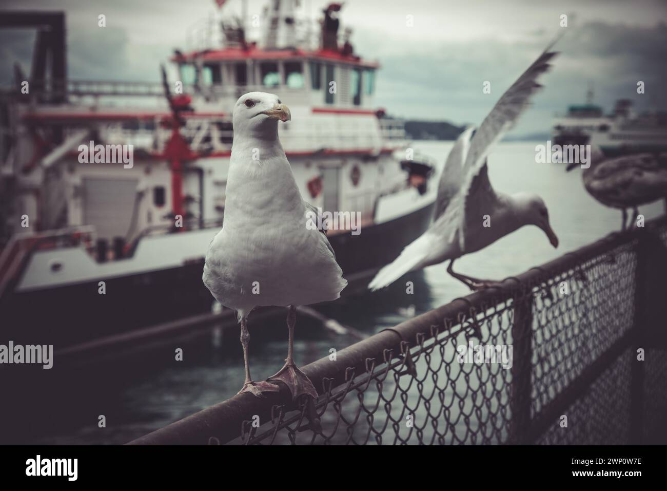 Seattle wildlife hi-res stock photography and images - Alamy