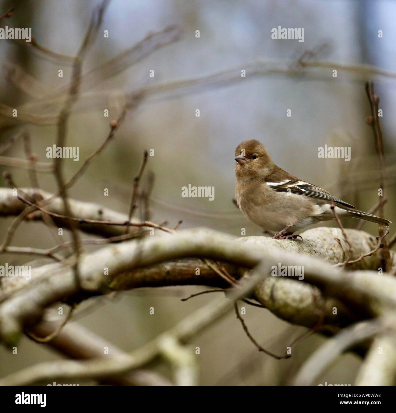 Cute chaffinch hi-res stock photography and images - Alamy