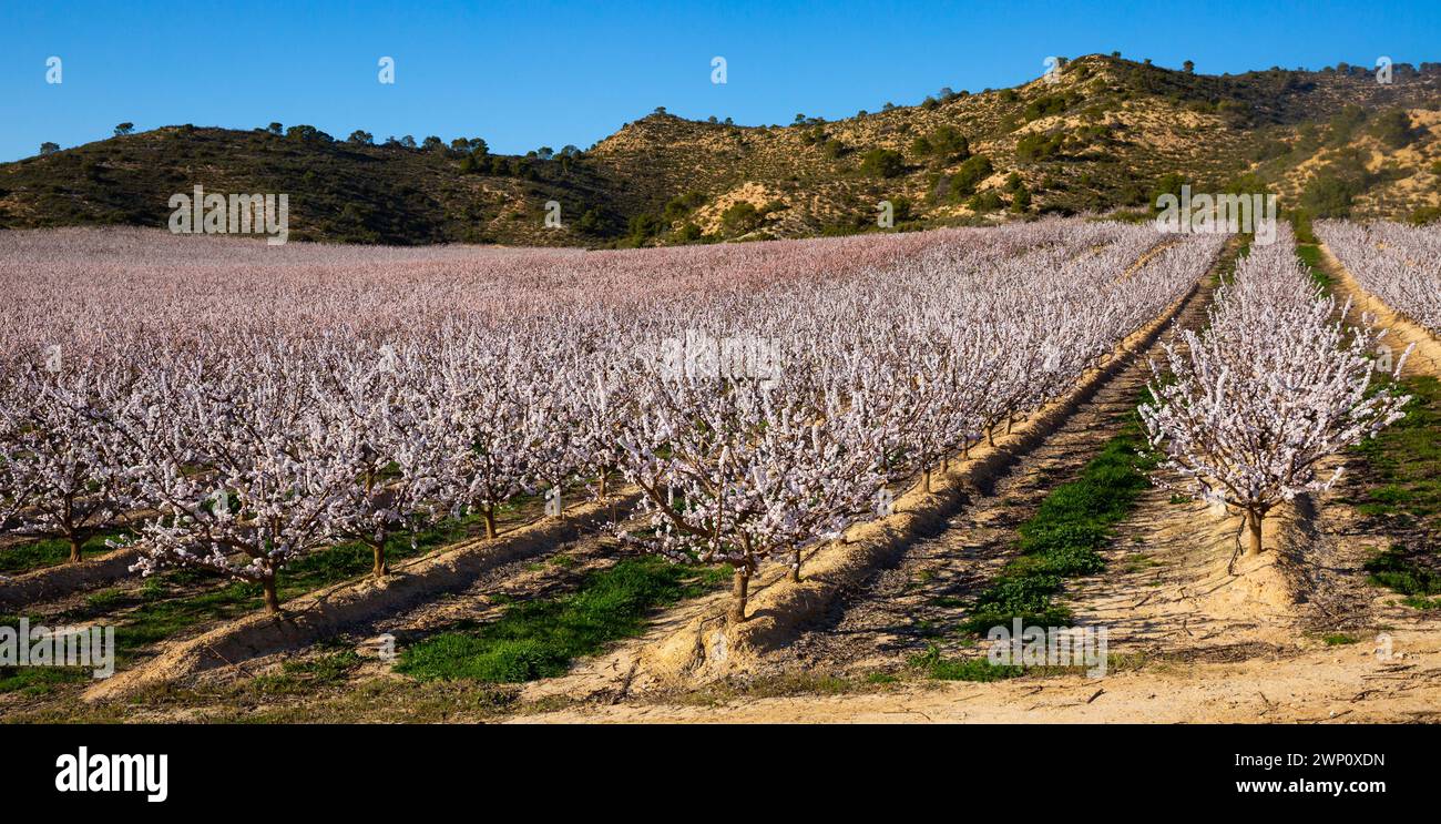 Apricot farming spain hi-res stock photography and images - Alamy