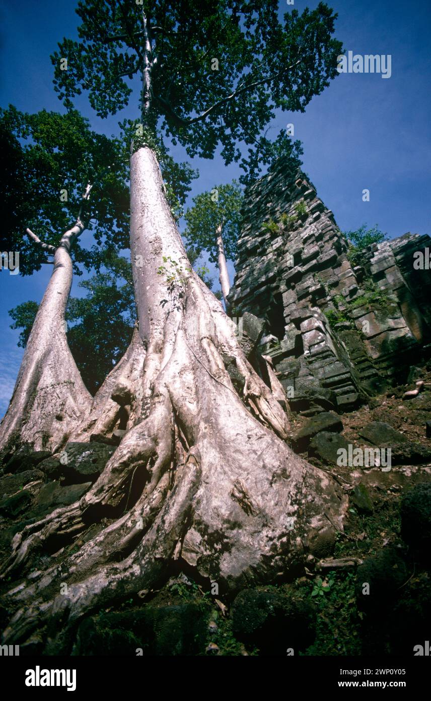 Tree spirit deity hi-res stock photography and images - Alamy