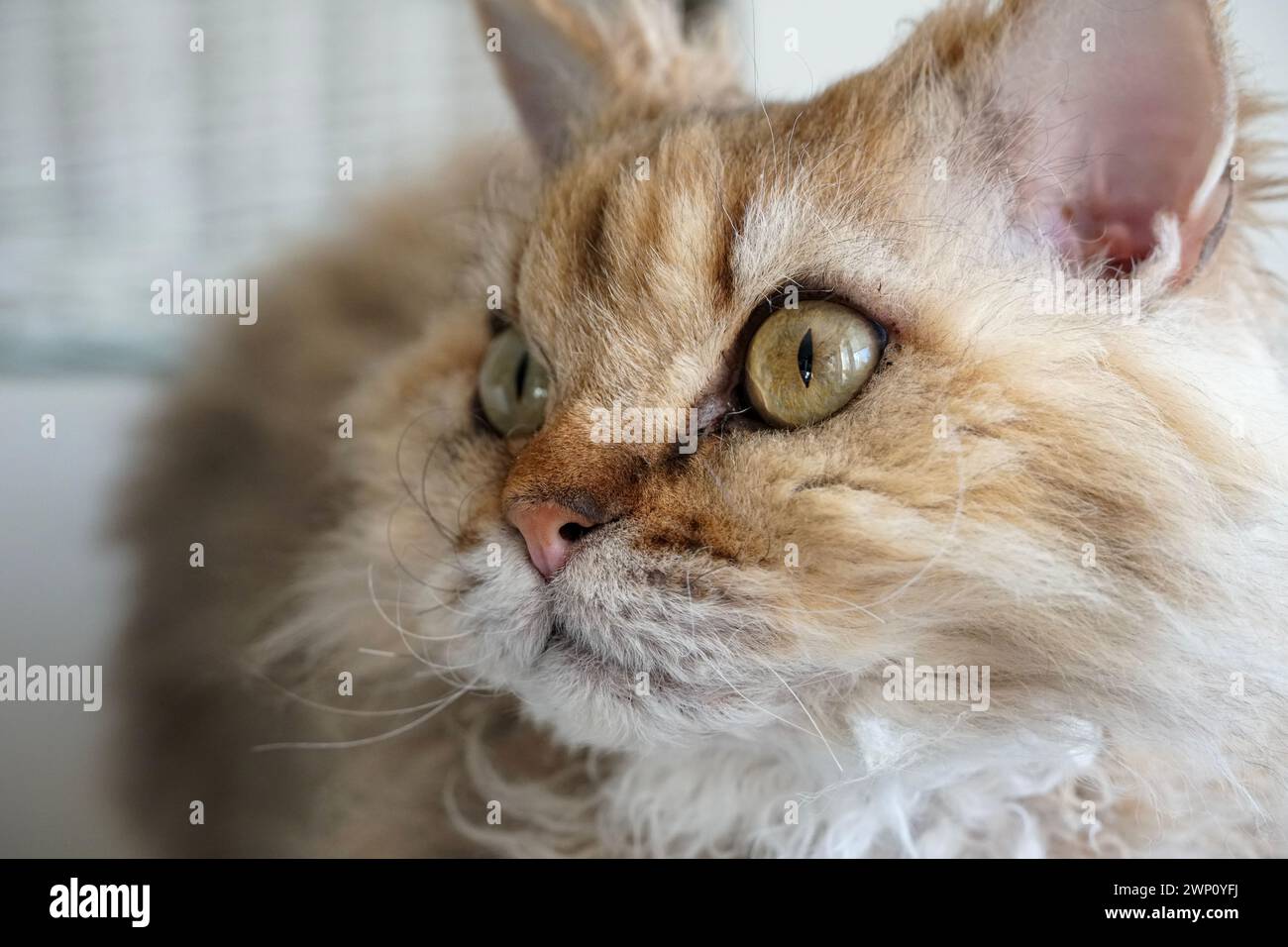 Nice tabby cat sitting on hi-res stock photography and images - Alamy