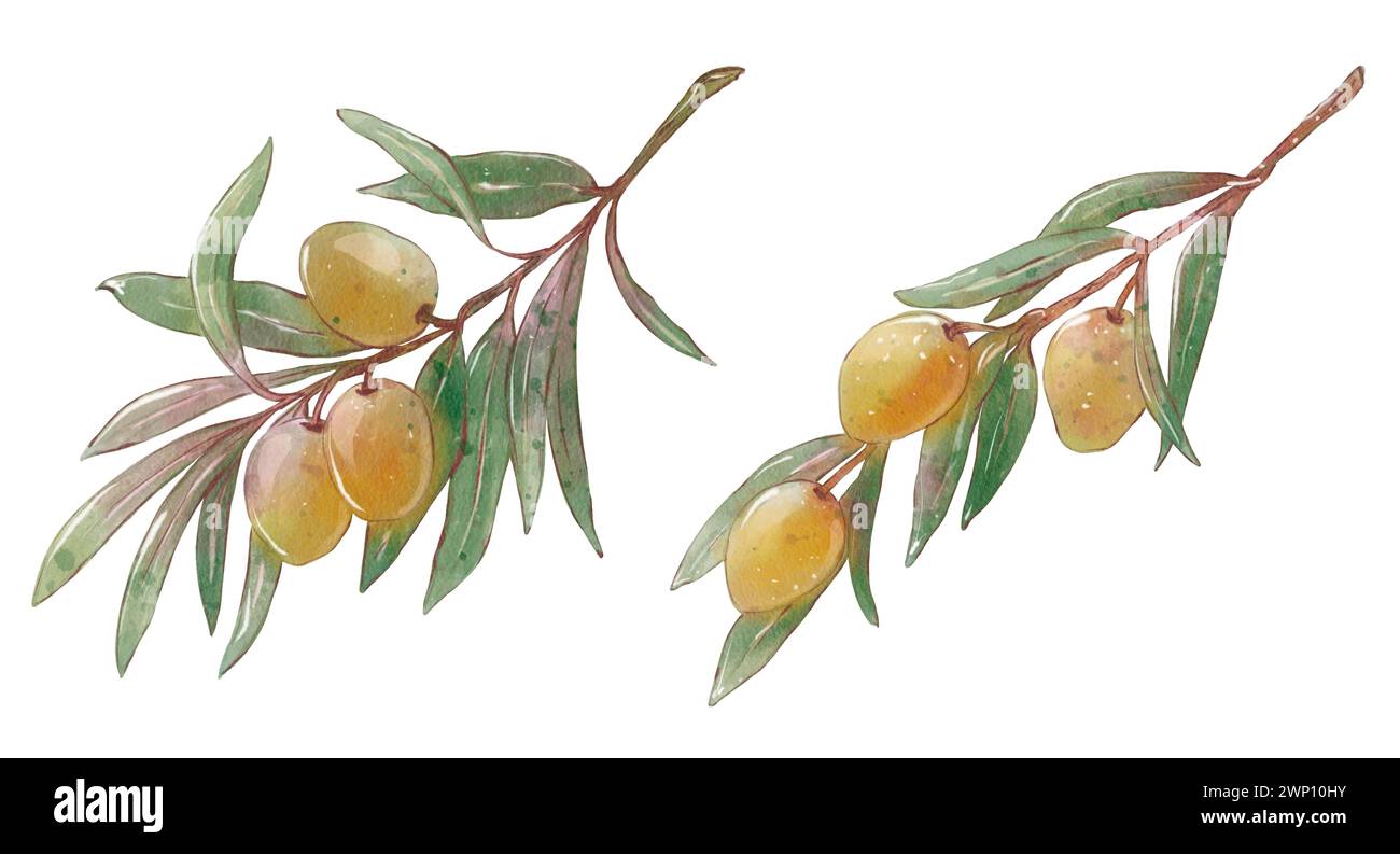 Set of Watercolor olive branches with green olives. Hand painted floral ...