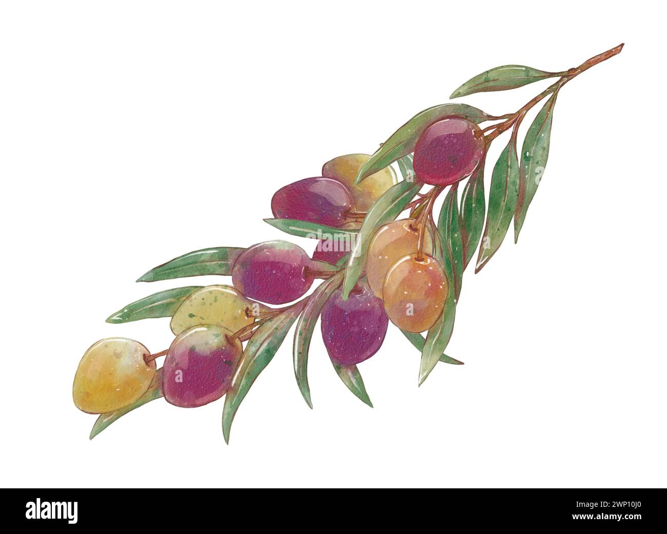Watercolor olive branch with leaves, green and black olives. Hand ...