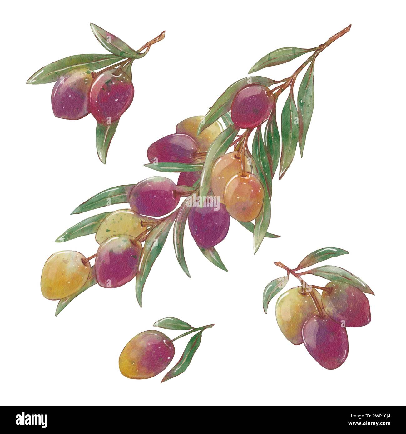 Set of Watercolor olive branches with green and black olives. Hand ...
