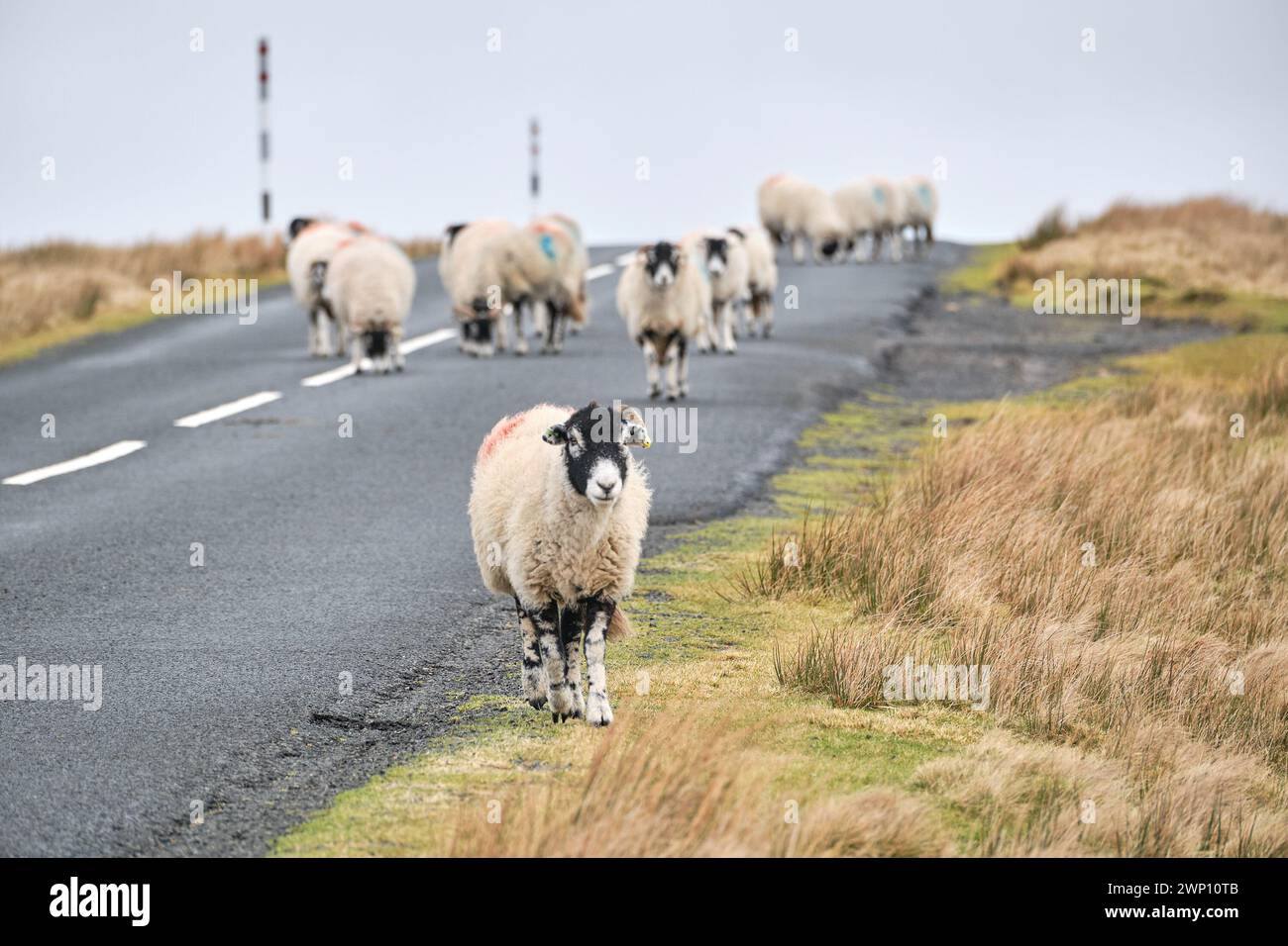 Sheep on Weardale road, licking salt from tarmac Stock Photo - Alamy