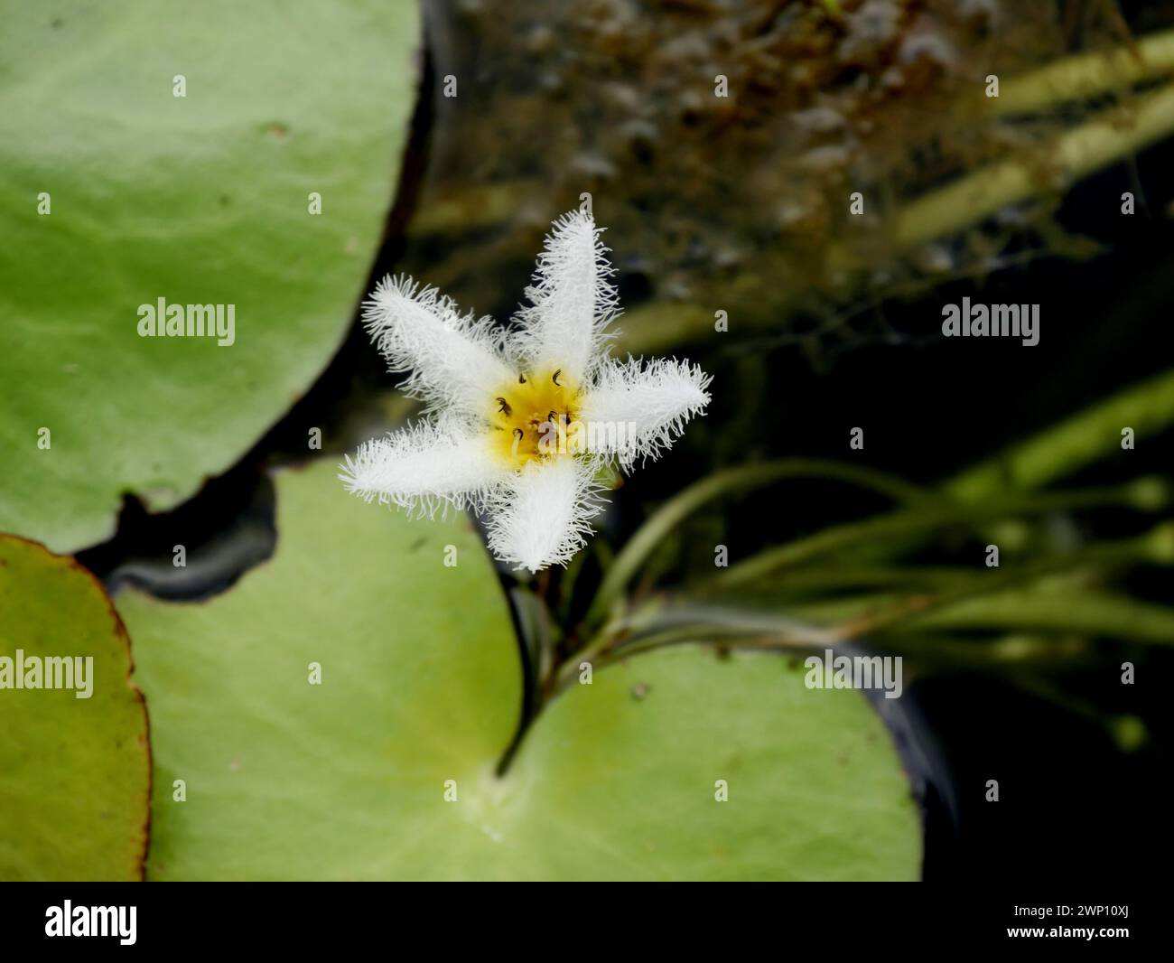 delicate water snowflake flower in a pond with floating leaf ...