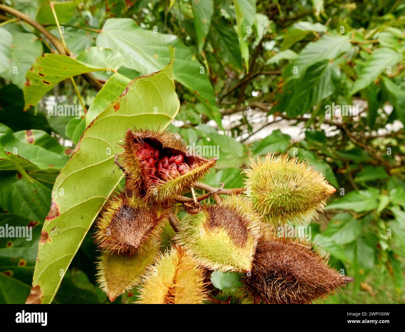 Roucou seeeds hi-res stock photography and images - Alamy