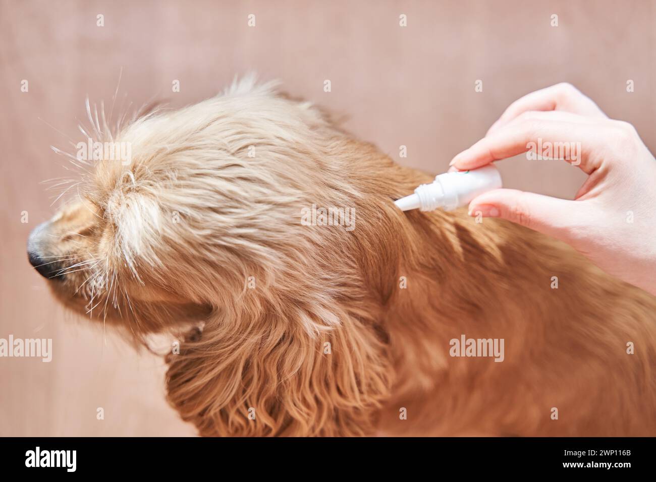The dog is dripped on the withers with a parasite remedy Stock Photo ...